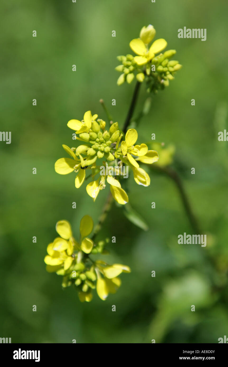 Charlock, Sinapis arvensis, Brassicaceae Stock Photo - Alamy