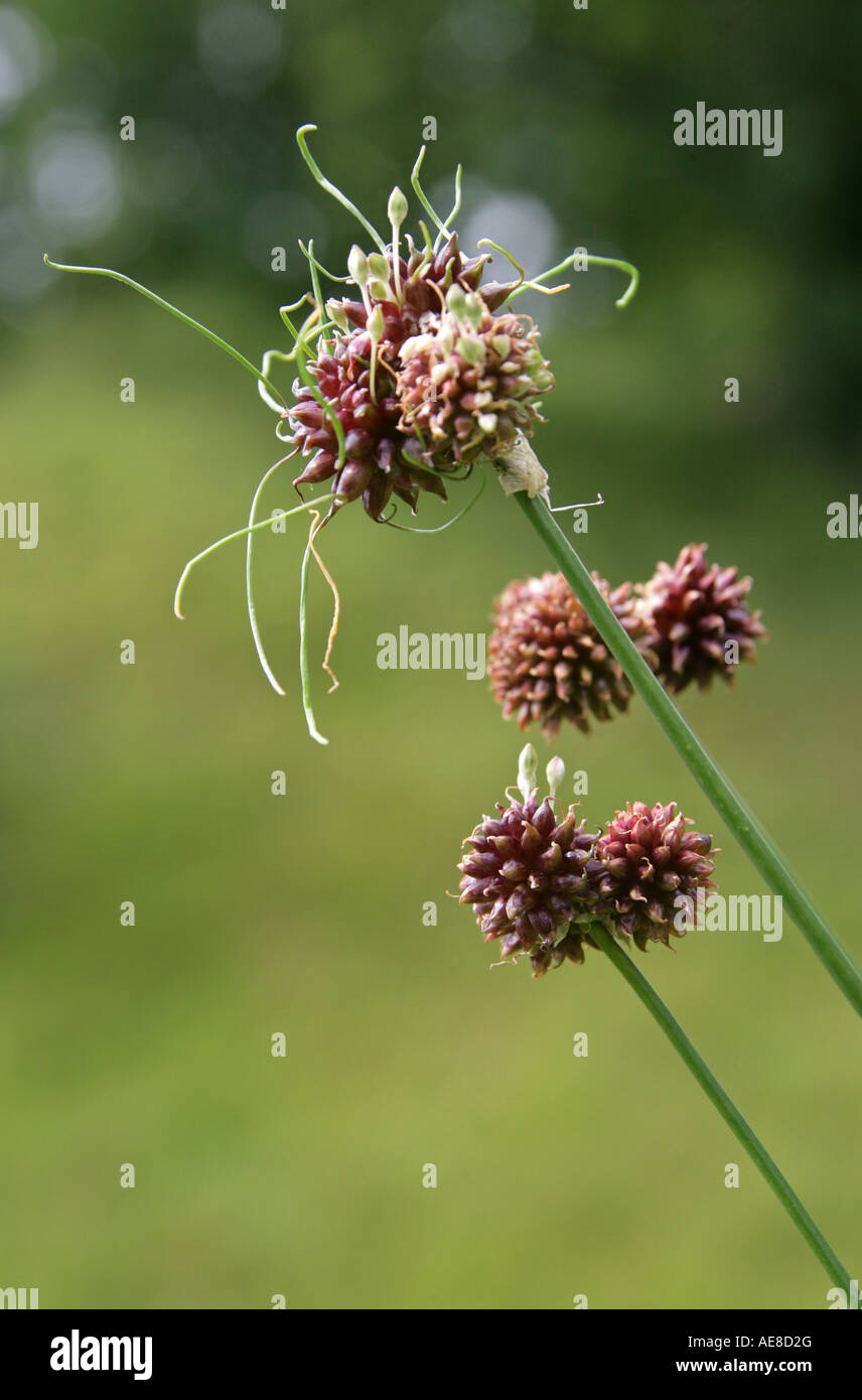 Crow Garlic High Resolution Stock Photography and Images - Alamy