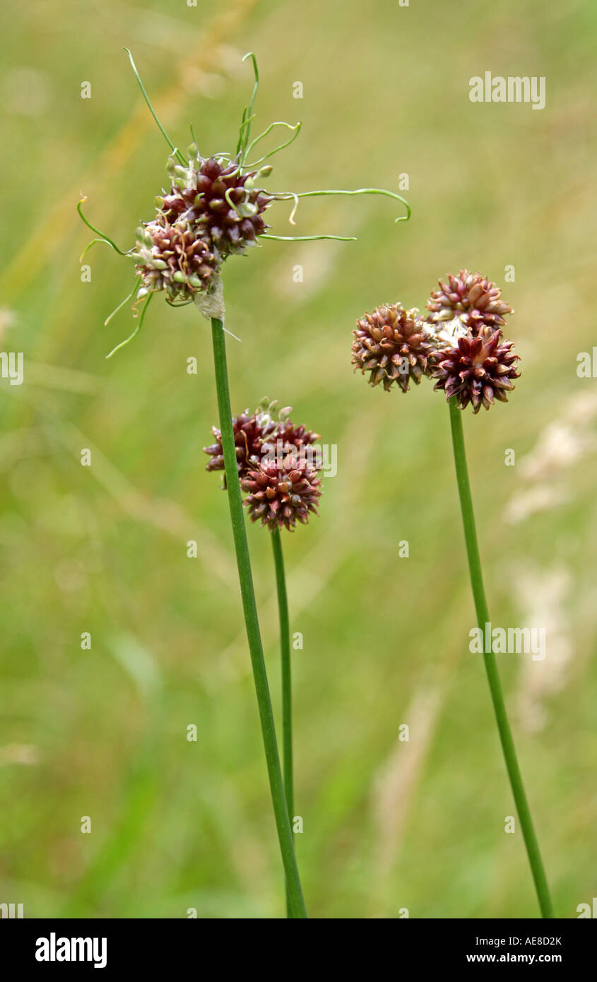 Crow Garlic, Allium vineale, Alliaceae Stock Photo - Alamy