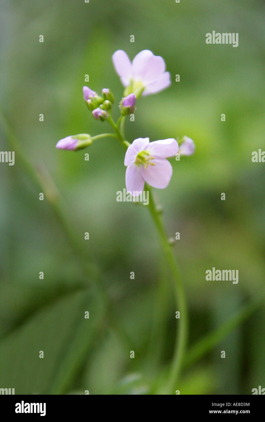 Cuckoo Flower, Ladys Smock, Cardamine pratensis, Brassicaceae Stock ...
