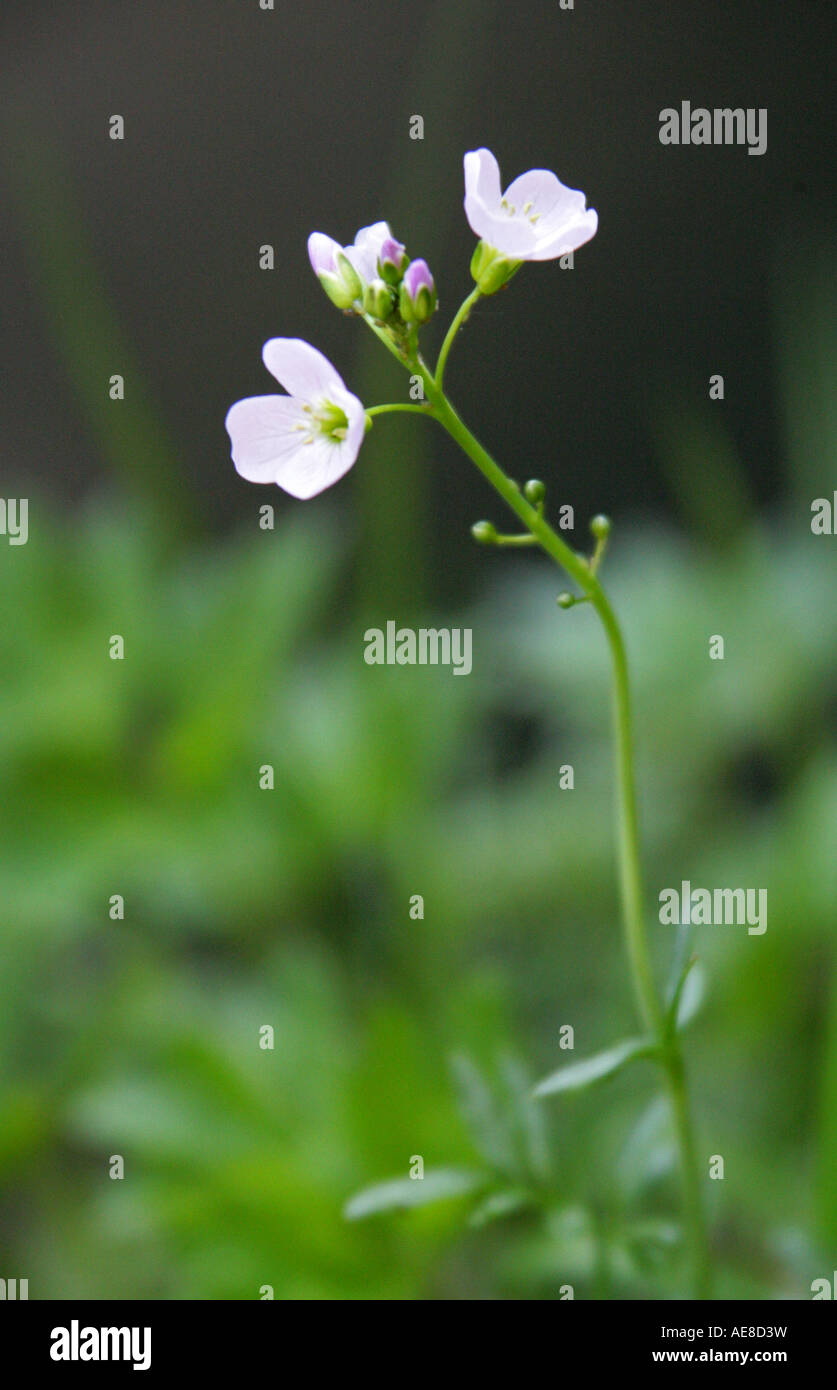 Cuckoo Flower, Ladys Smock, Cardamine pratensis, Brassicaceae Stock ...