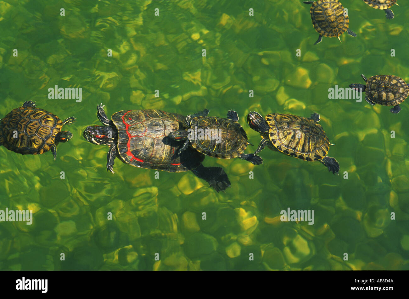 Small and big turtles swimming in water pond Stock Photo - Alamy