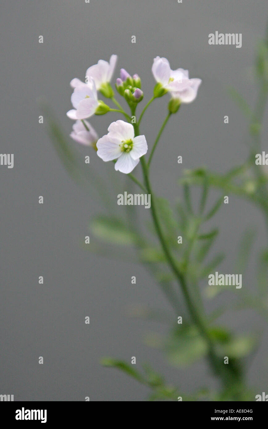 Cuckoo Flower, Ladys Smock, Cardamine pratensis, Brassicaceae Stock ...