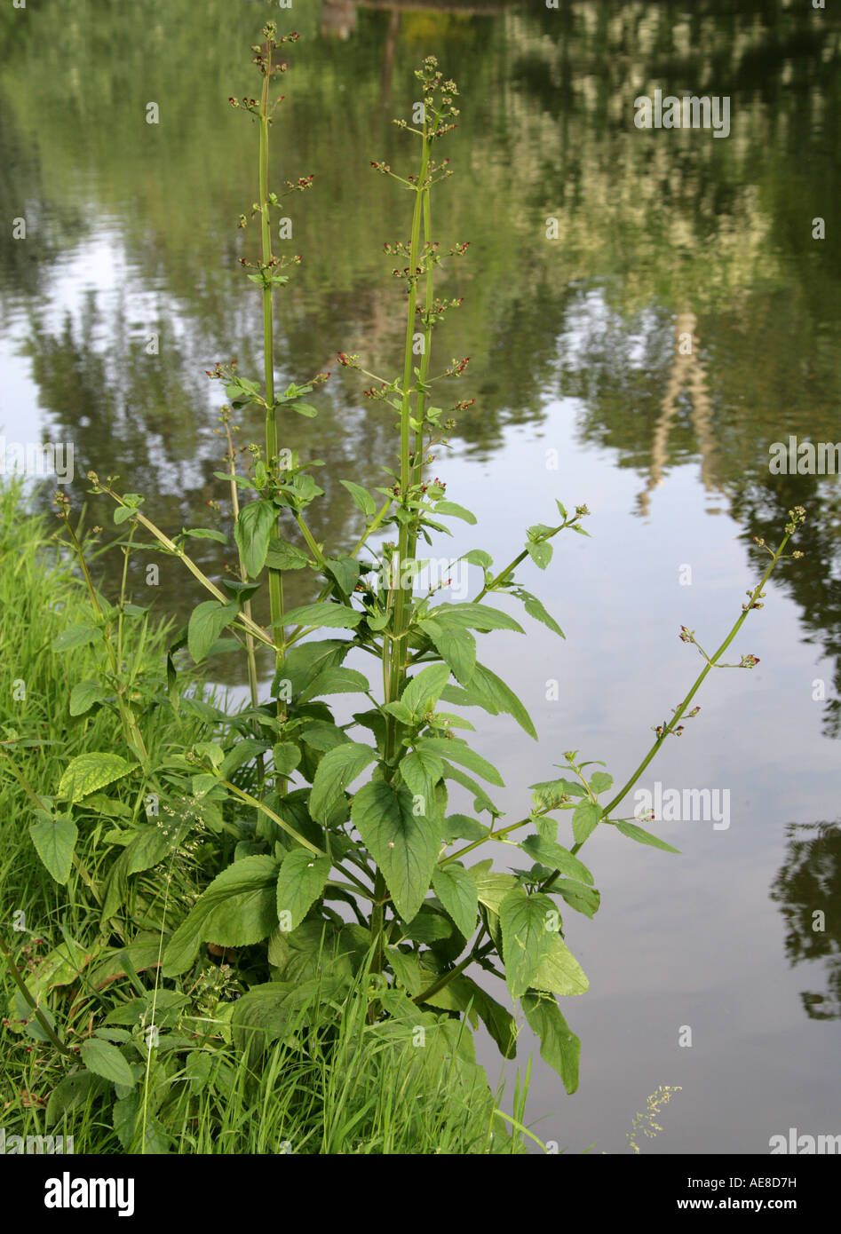 Common figwort scrophularia scrophulariaceae hi-res stock photography ...