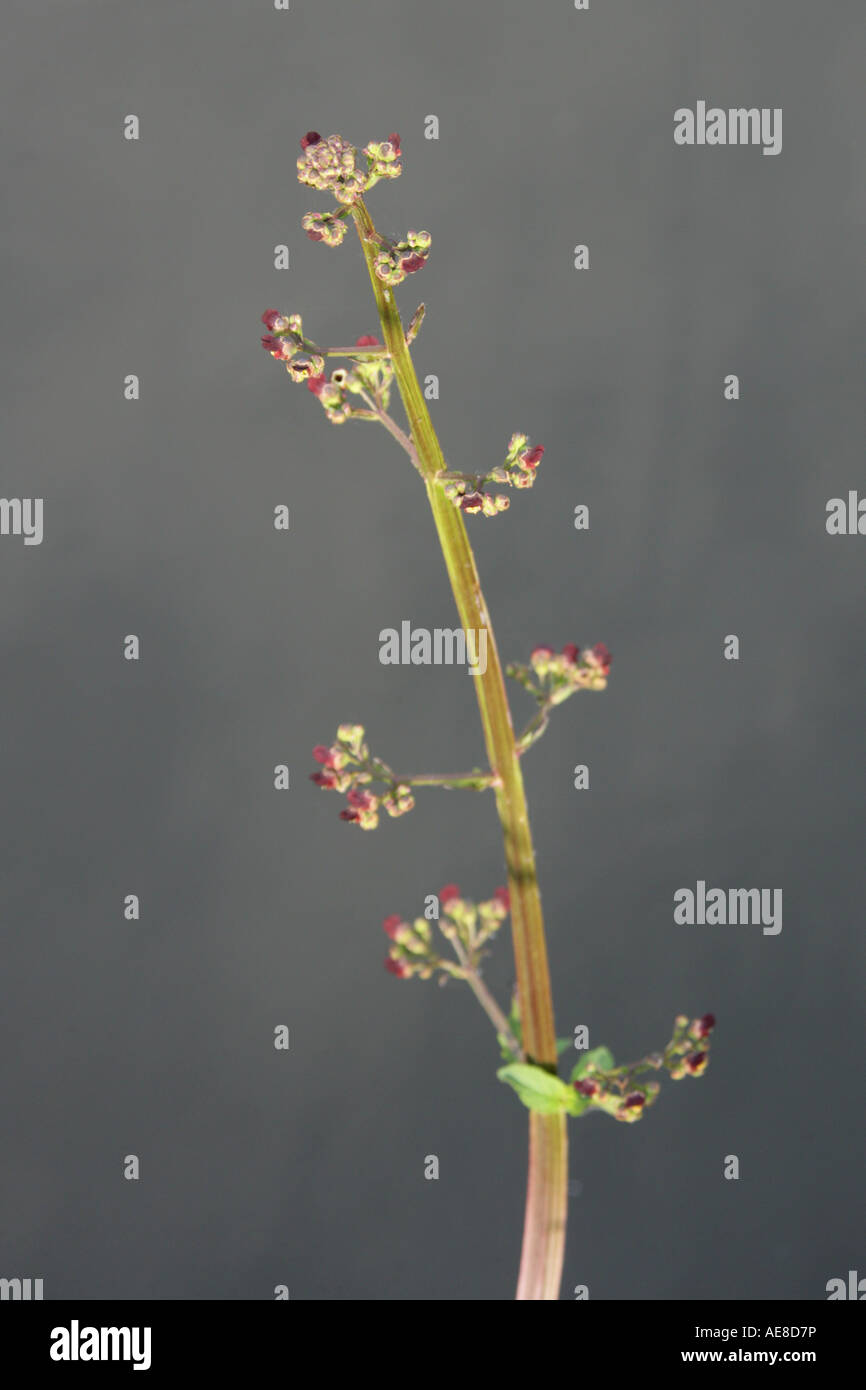 Scrophularia hi-res stock photography and images - Alamy