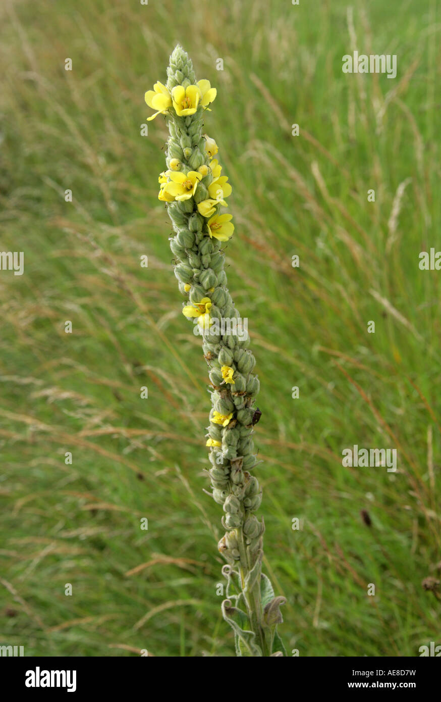 Great Mullein, Verbascum thapsus, Figwort, Scrophulariaceae Stock Photo ...