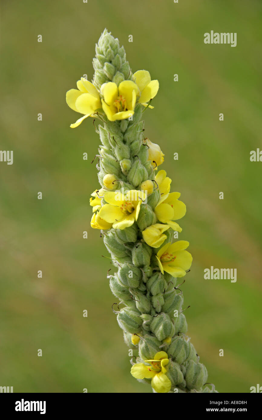 Great Mullein, Verbascum thapsus, Figwort, Scrophulariaceae Stock Photo ...