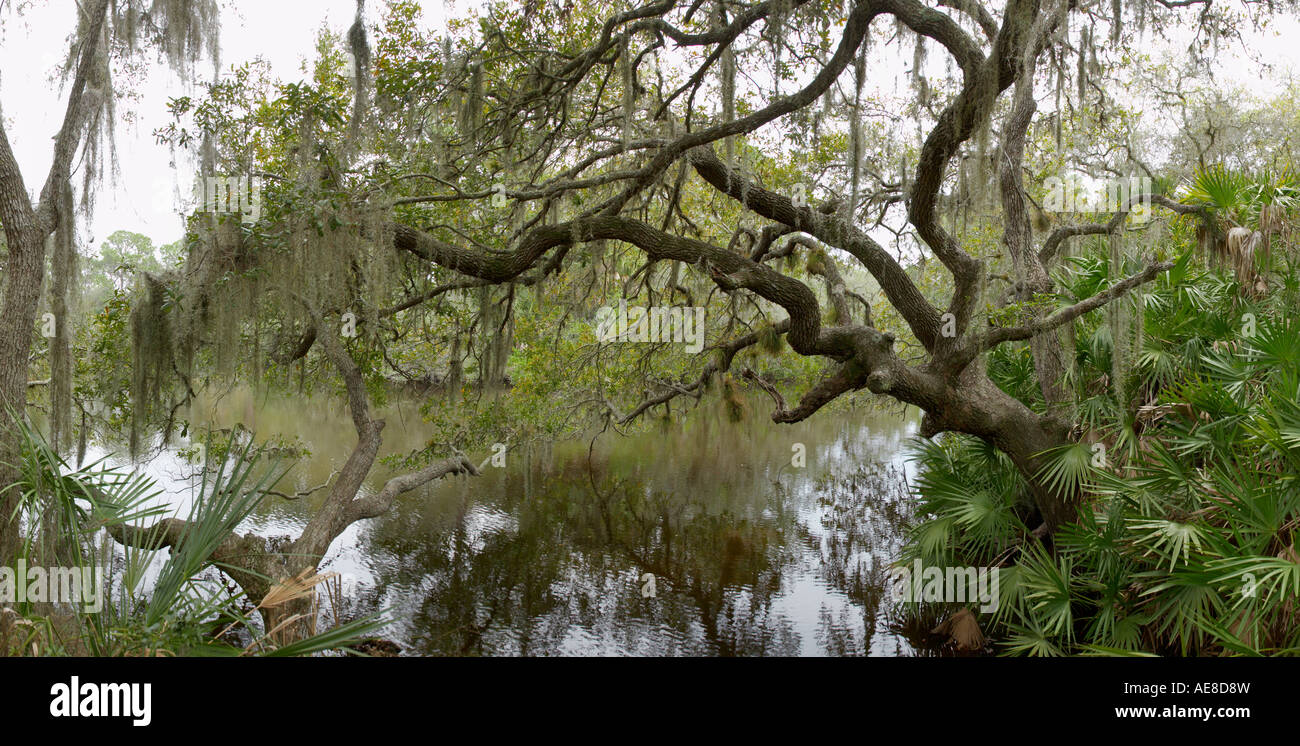 Trees over South Creek in Oscar Scherer State Park in Osprey Florida on ...