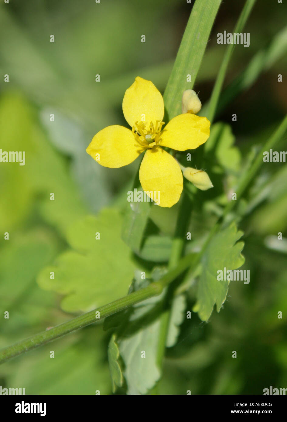 Plants chelidonium hi-res stock photography and images - Alamy