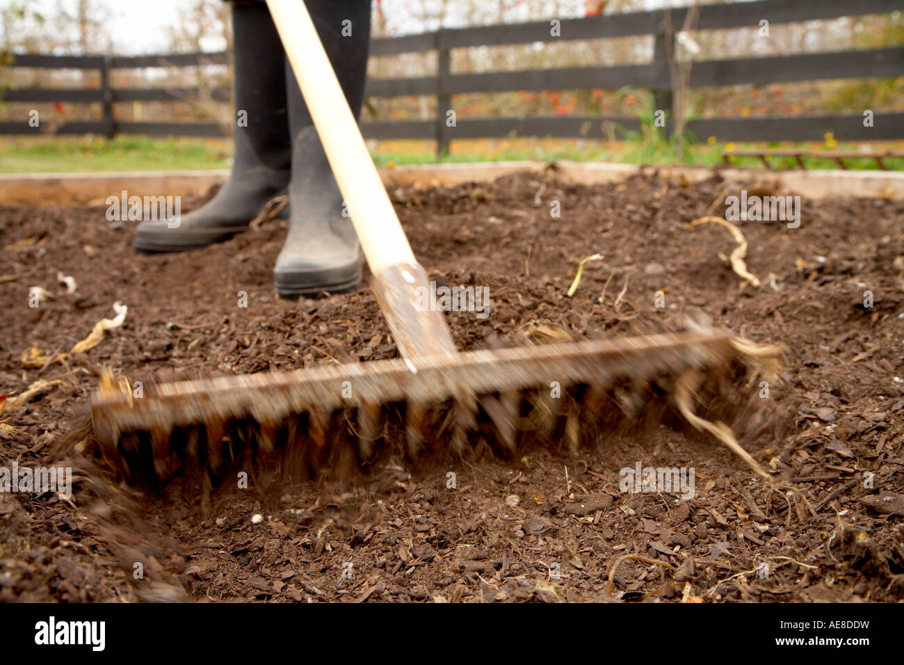 raking ground to level before planting Stock Photo - Alamy