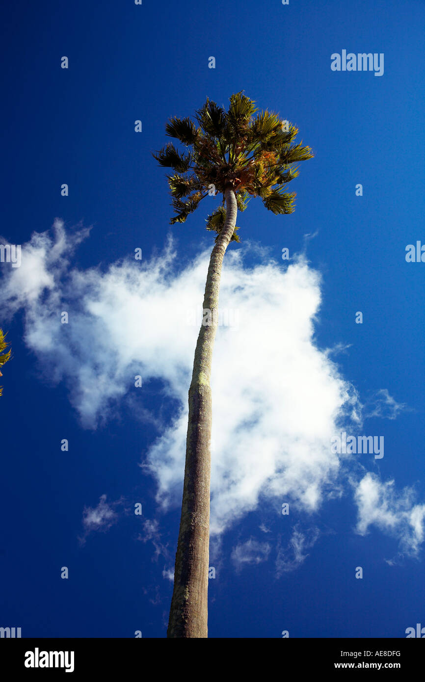 Palm tree reaching bright hi-res stock photography and images - Alamy