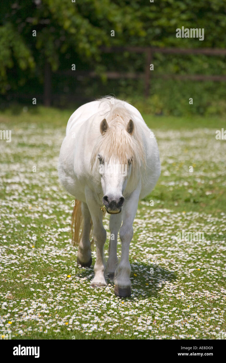 White Pony in Field UK Stock Photo - Alamy
