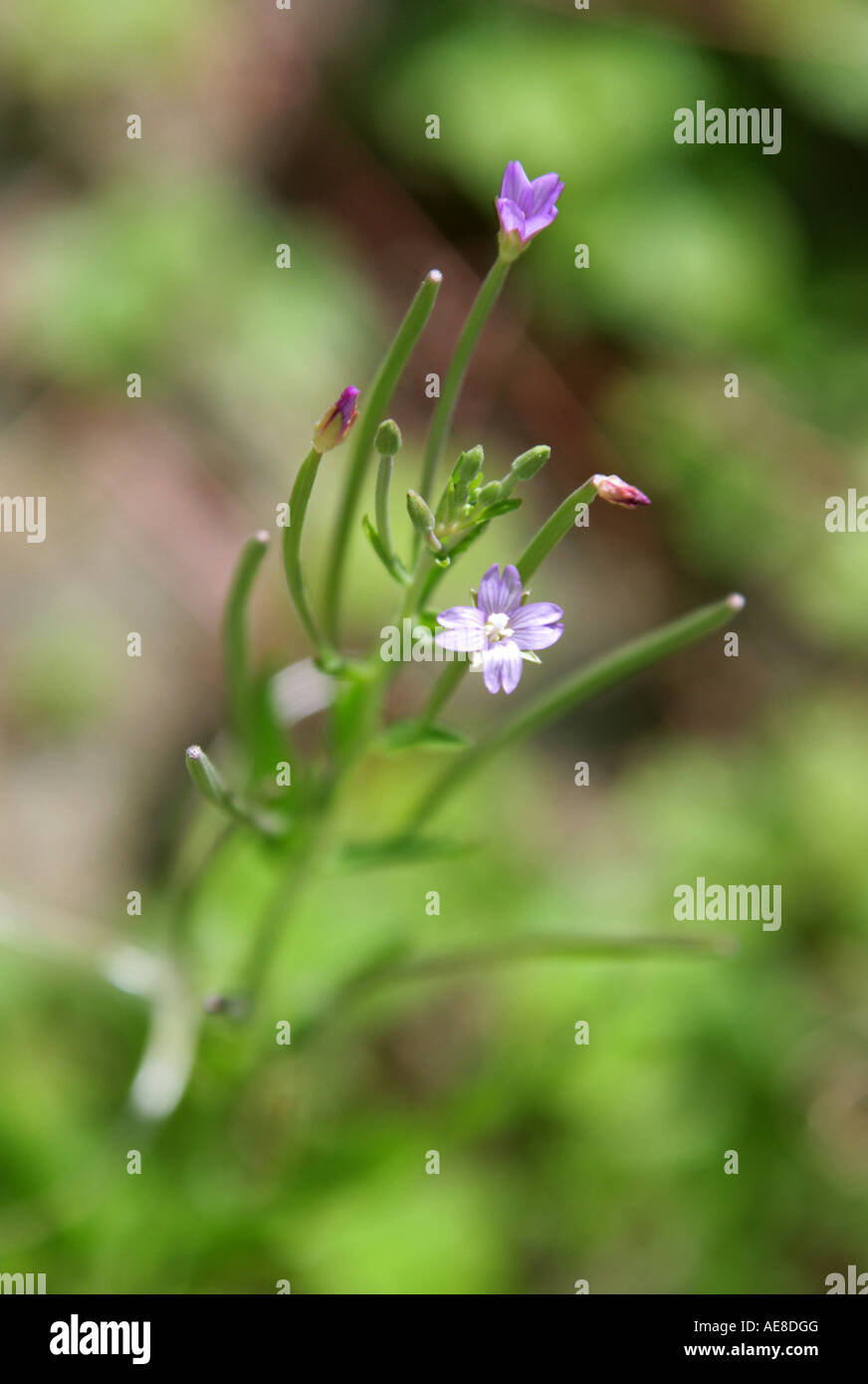Marsh willowherb hi-res stock photography and images - Alamy