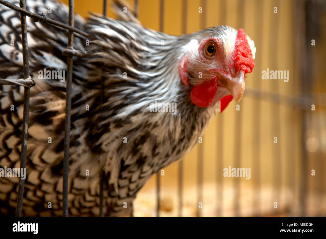 hen chicken in cage Stock Photo - Alamy
