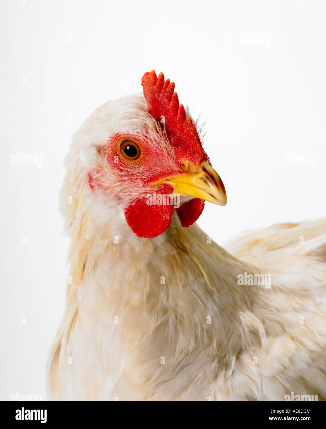 close up of chicken head against white background Stock Photo - Alamy