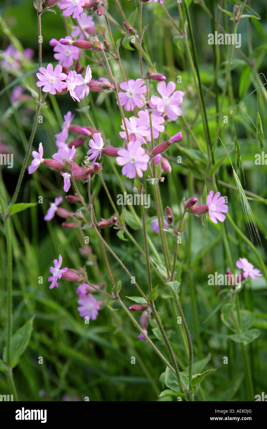 Red Campion, Pale Pink Variation x with S. alba, Silene dioica ...