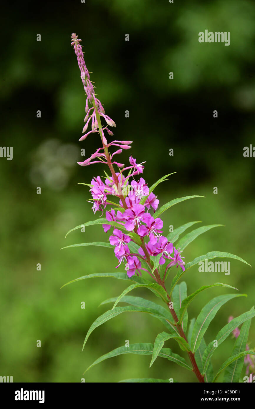 Rosebay Willowherb, Epilobium angustifolium, Onagraceae Stock Photo - Alamy
