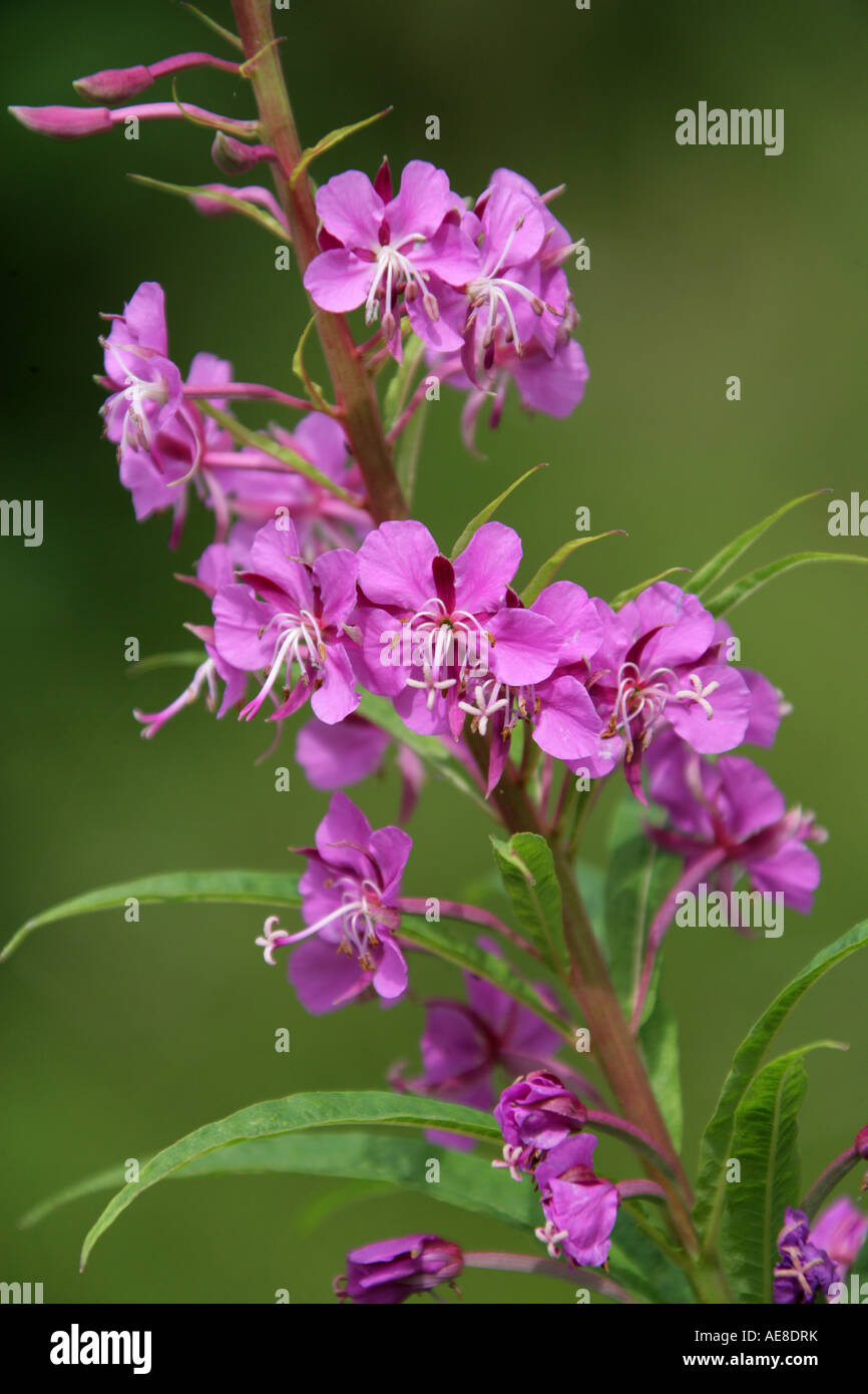 Rosebay Willowherb, Epilobium angustifolium, Onagraceae Stock Photo - Alamy