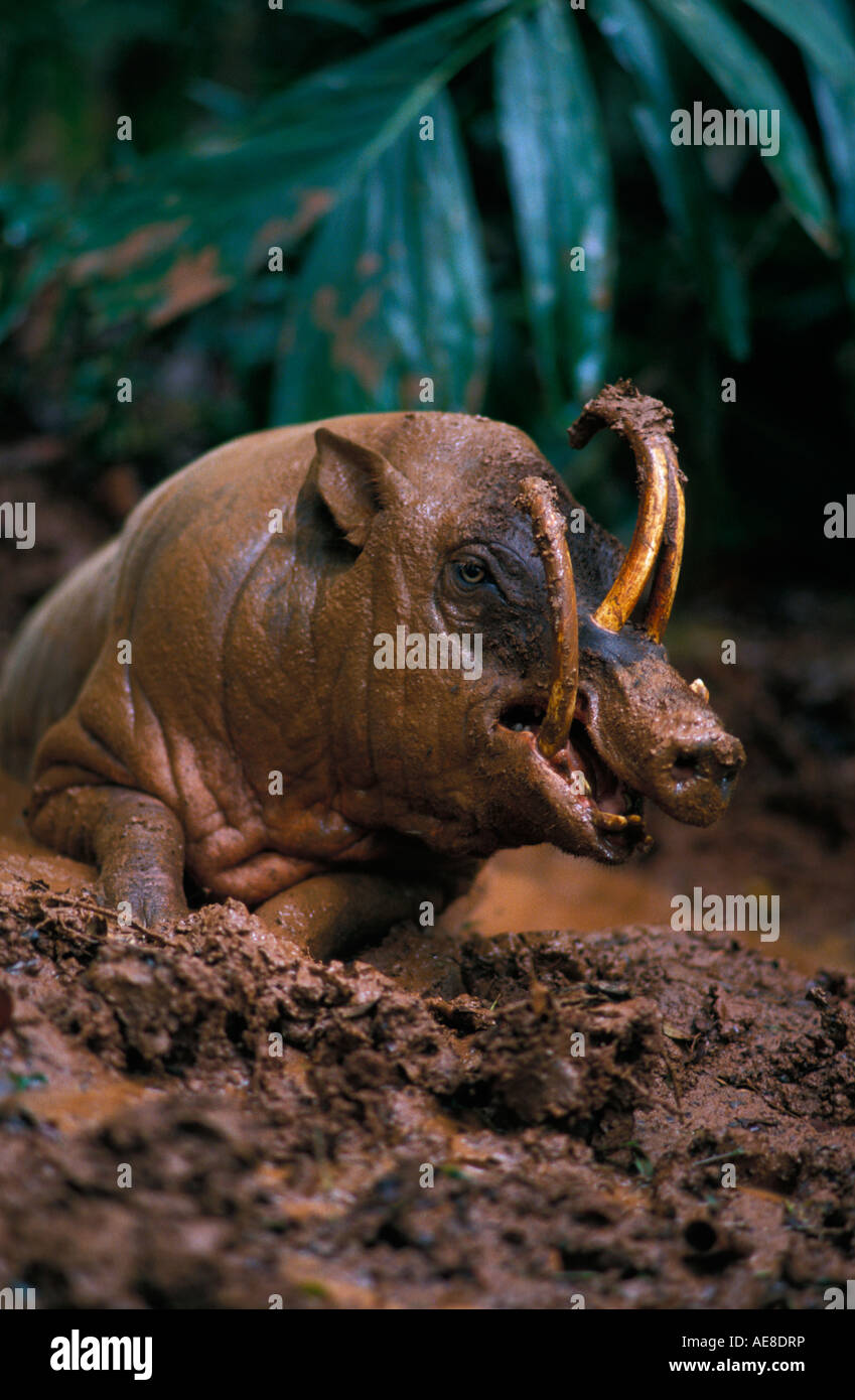 Babiroussa (Babyrousa babyrussa Stock Photo - Alamy