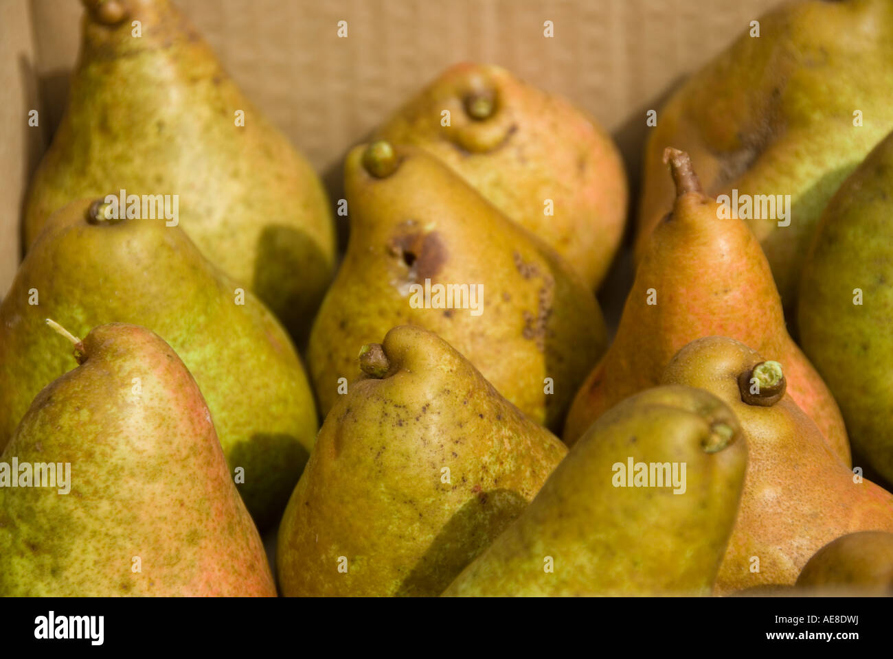 Image of Pears Being Packed for Storage Stock Photo - Alamy
