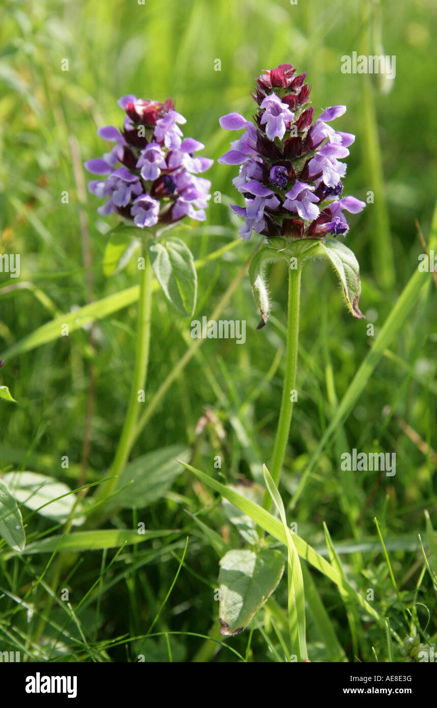 Self Heal, Prunella vulgaris, Lamiaceae, Labiatae Stock Photo - Alamy