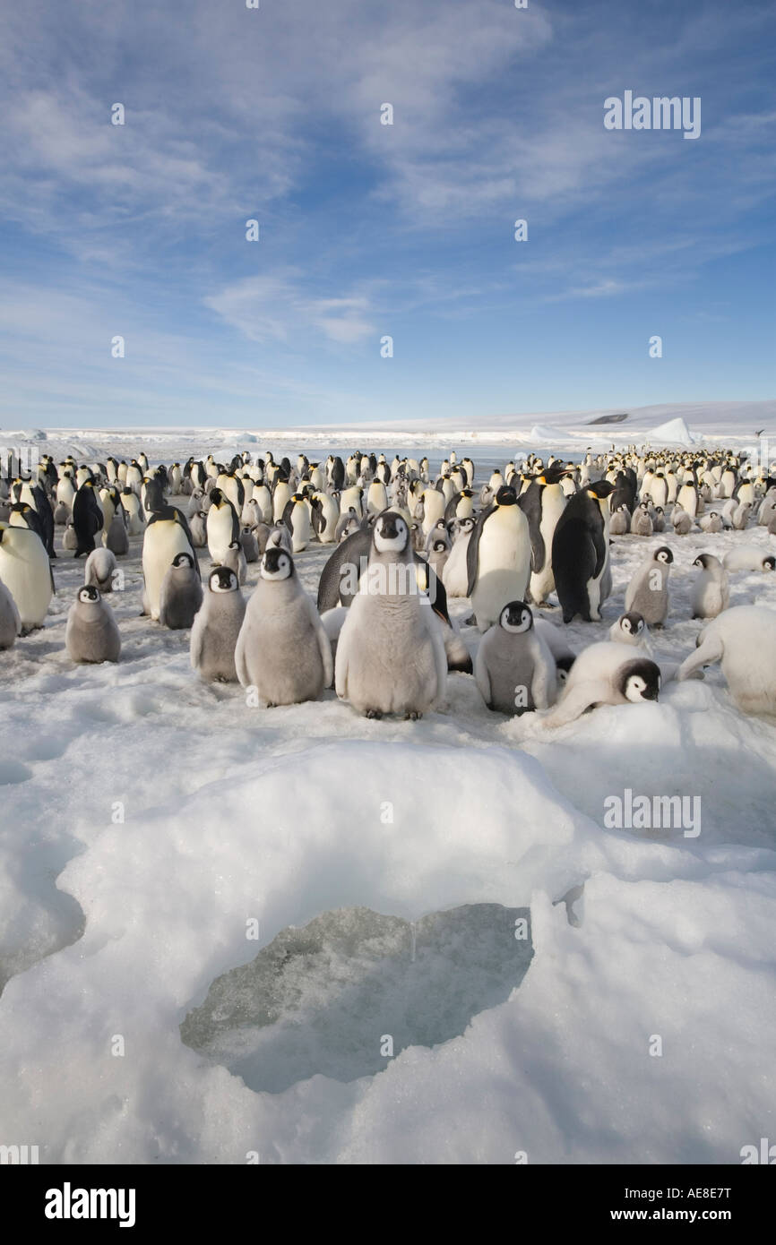 Pudgy penguins hi-res stock photography and images - Alamy