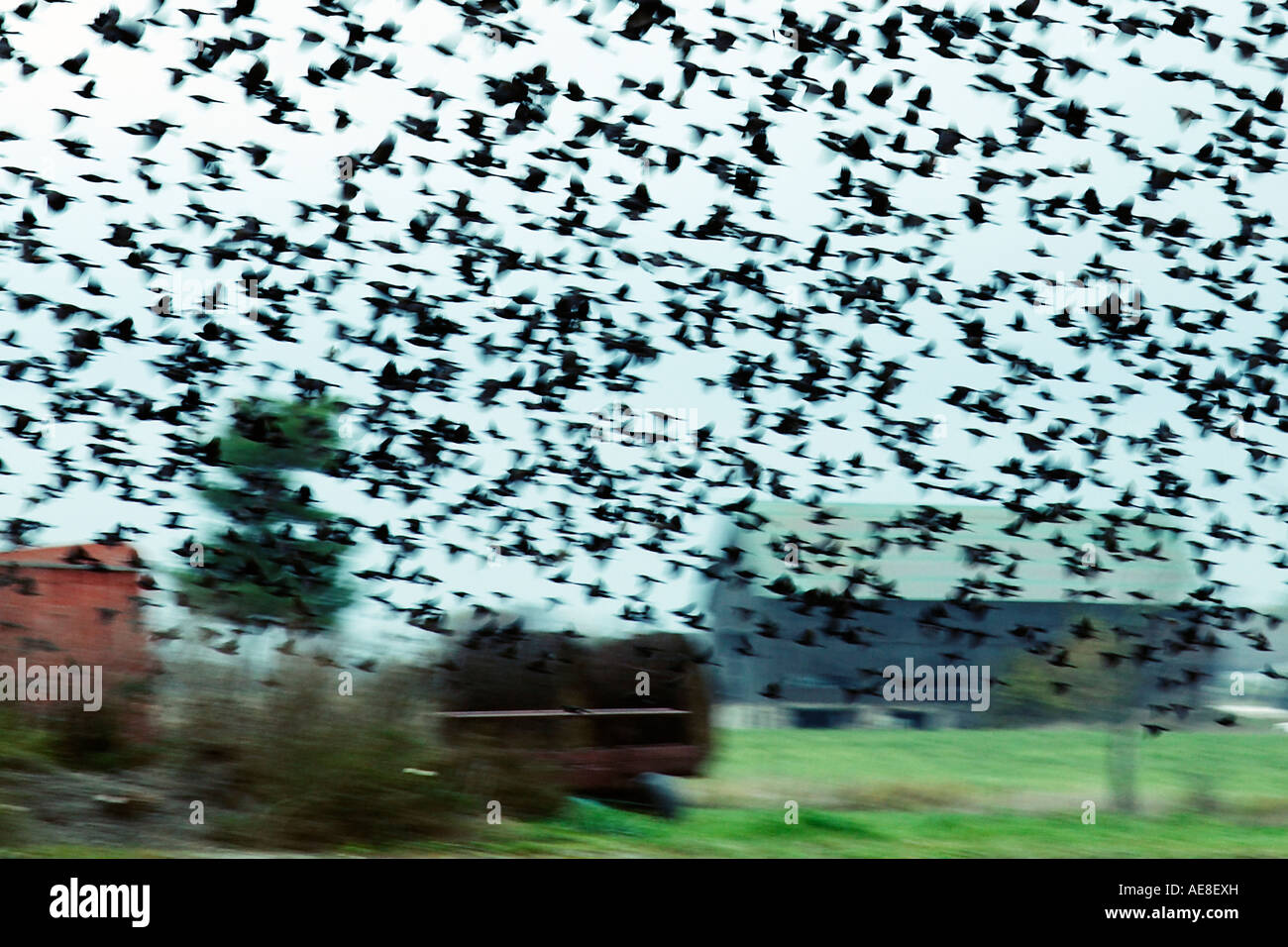 Grouping of starlings hi-res stock photography and images - Alamy