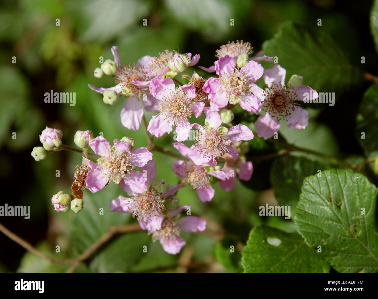 Bramble Rubus fruticosus Rosaceae Stock Photo - Alamy
