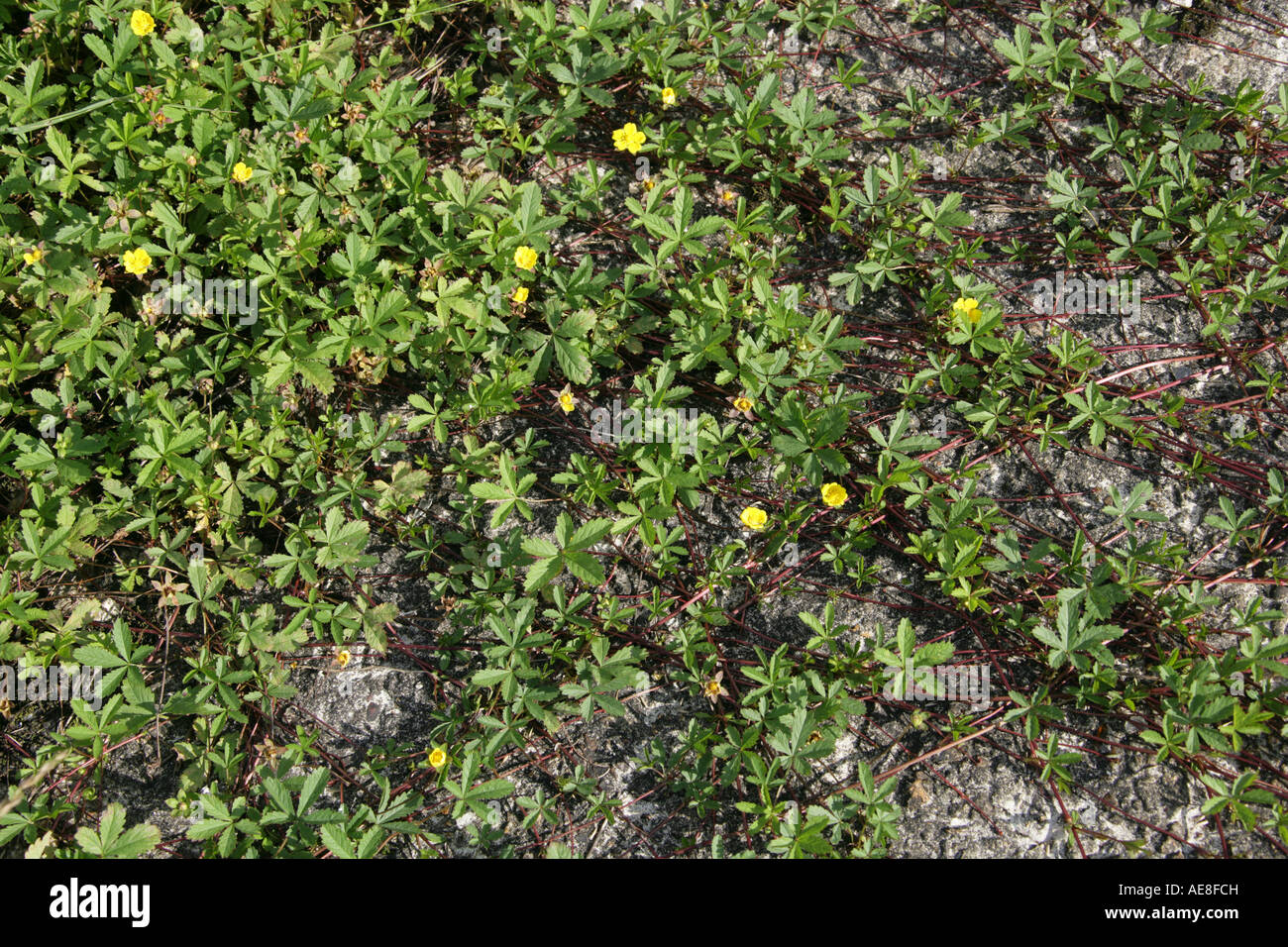 Creeping Cinquefoil Potentilla reptans Rosaceae Stock Photo - Alamy