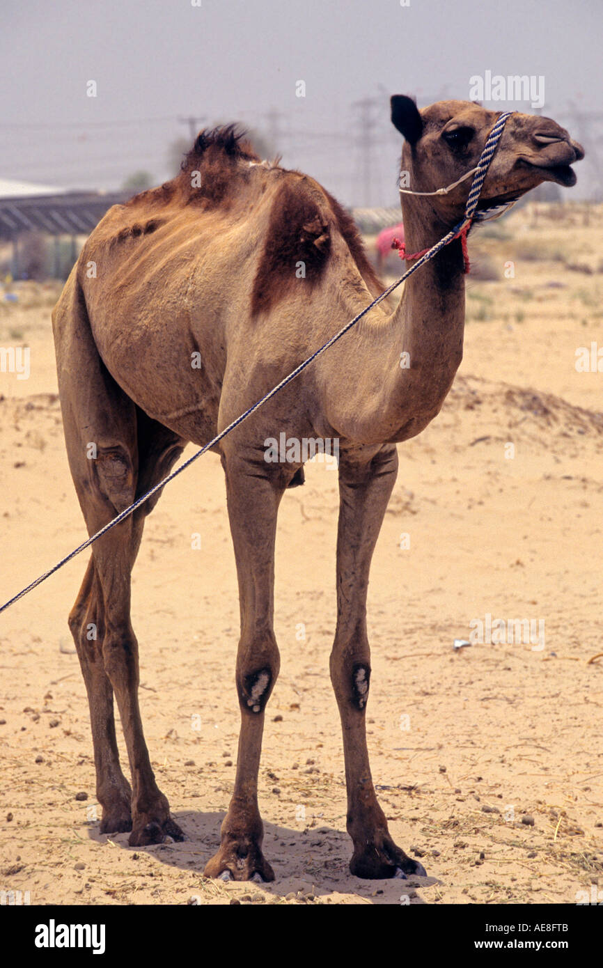 Tethered racing camel Dubai Stock Photo - Alamy