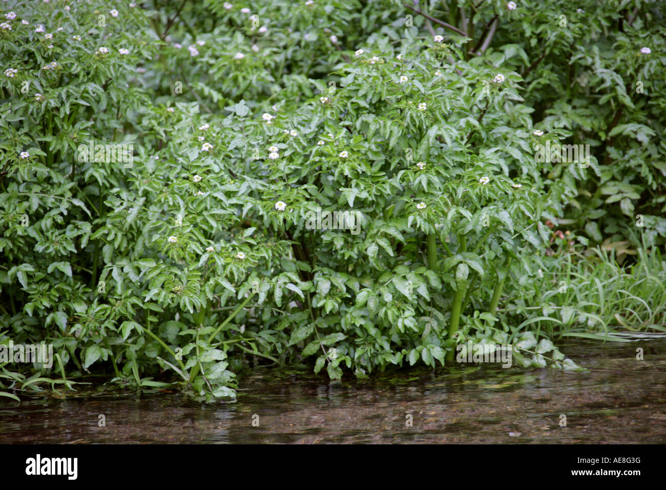 Fools Watercress, Apium nodiflorum, Apiaceae. Growing along the Banks ...
