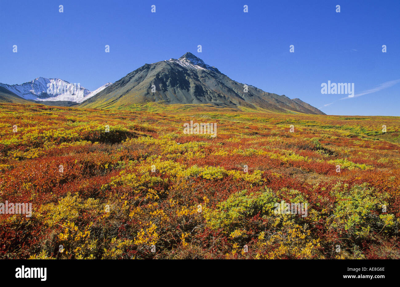 Fall colors in alpine tundra hi-res stock photography and images - Alamy