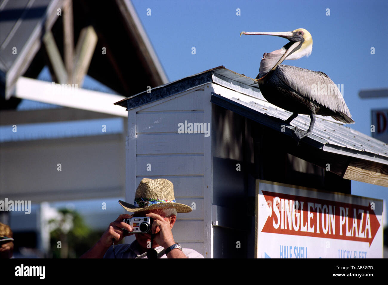 Pelican yawning or interacting as man takes picture Stock Photo - Alamy