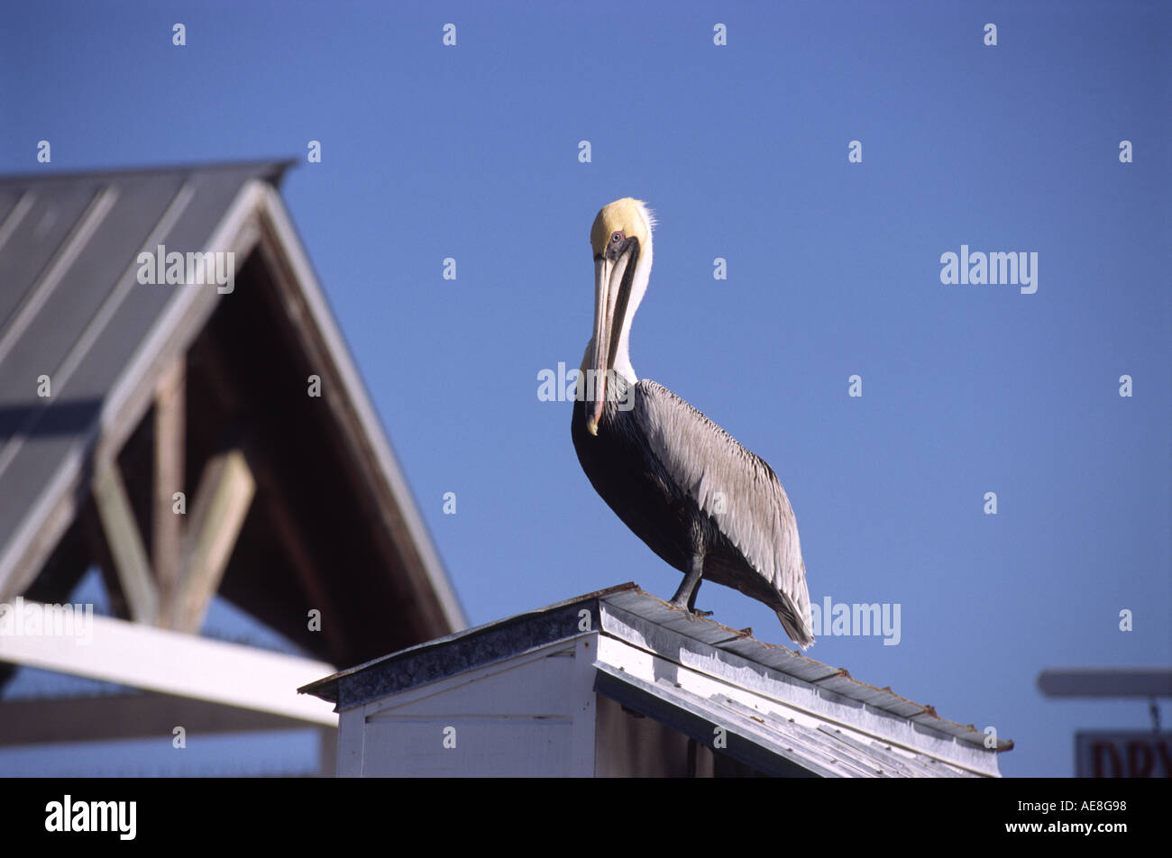 Pelican in Key West Florida USA Stock Photo - Alamy