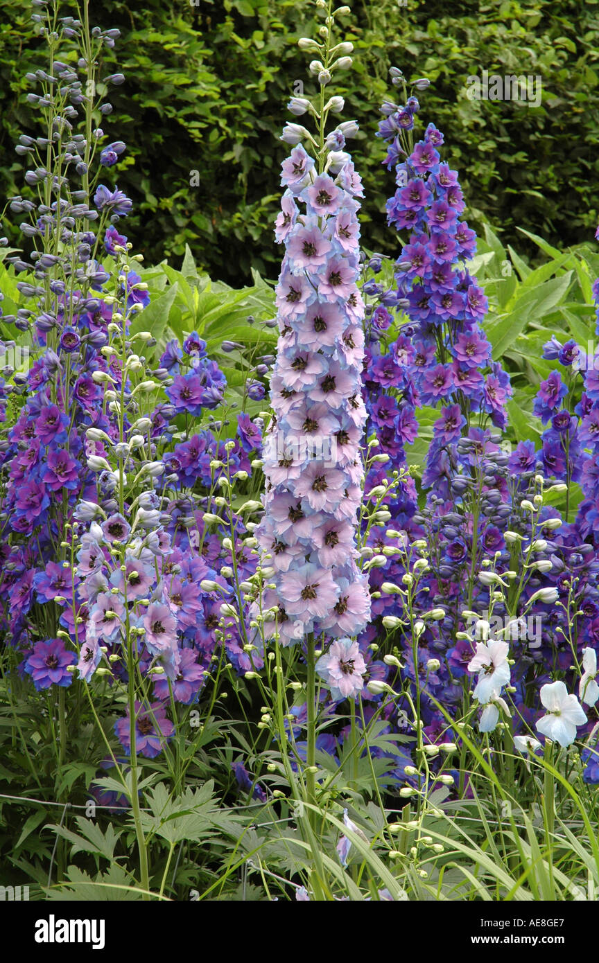 Delphiniums herbaceous border hi-res stock photography and images - Alamy