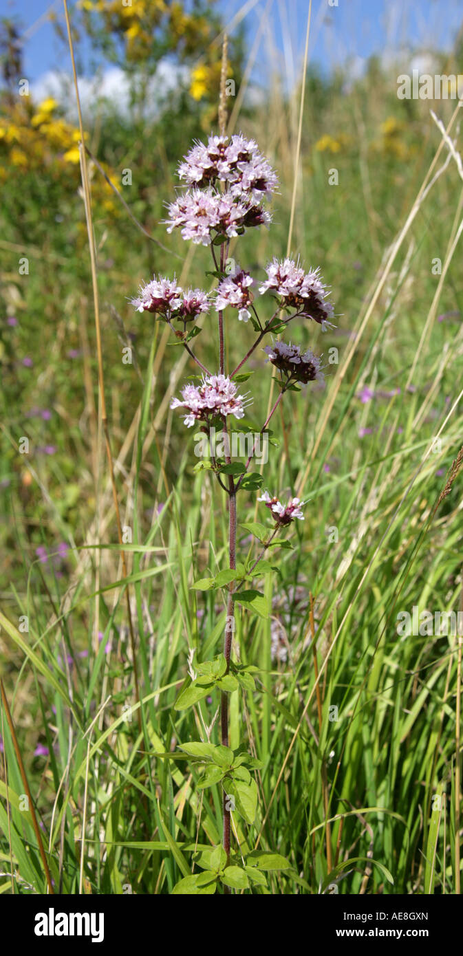 Wild Marjoram, Origanum vulgare, Lamiaceae, Labiatae Stock Photo - Alamy