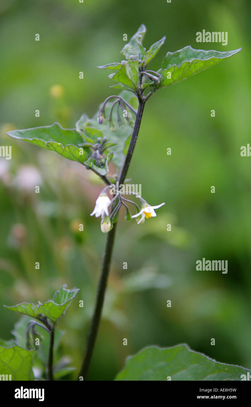 Black Nightshade, Solanum nigrum, Solanaceae Stock Photo - Alamy