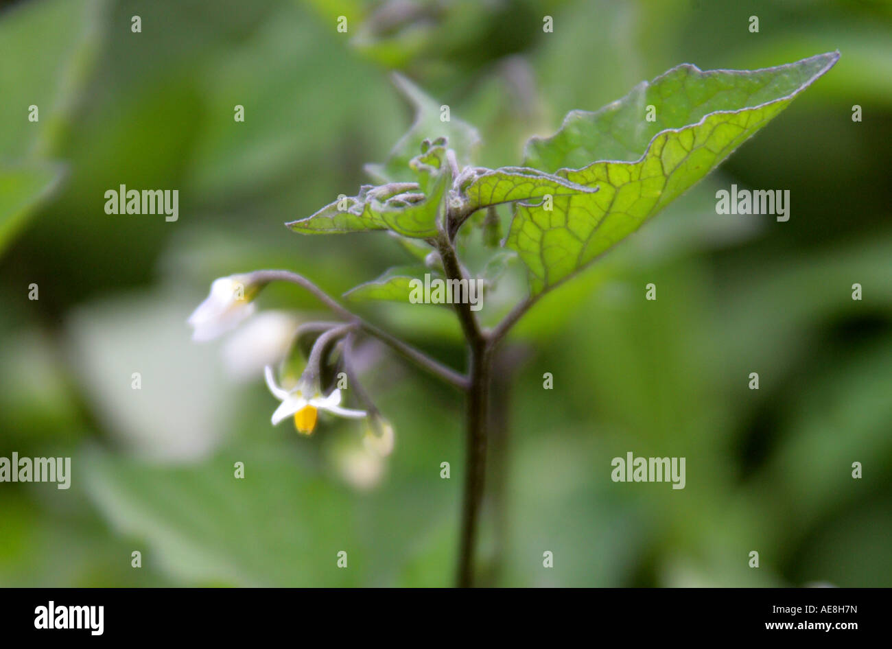 Black Nightshade, Solanum nigrum, Solanaceae Stock Photo - Alamy