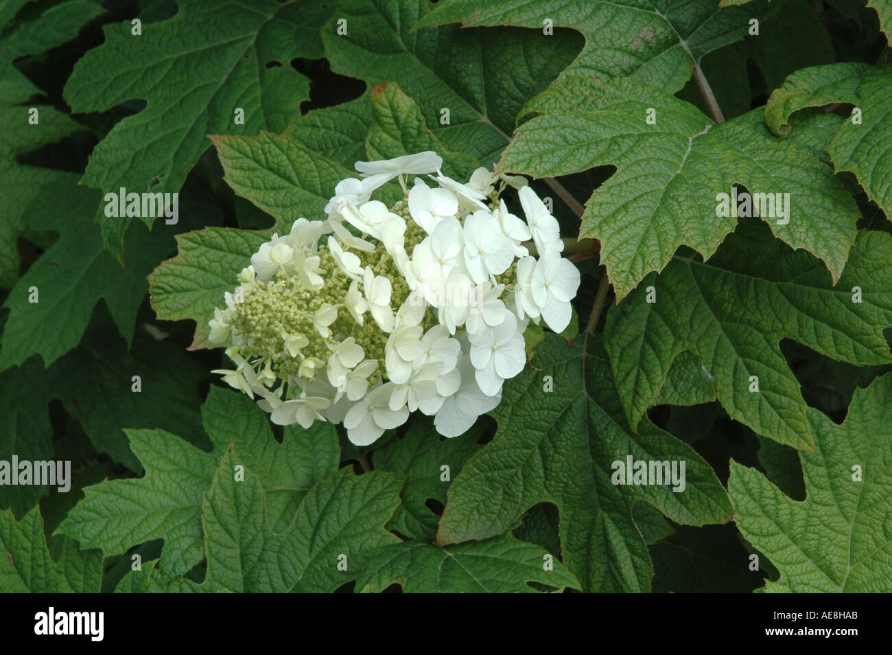 Hydrangea quercifolia Snowflake Stock Photo - Alamy