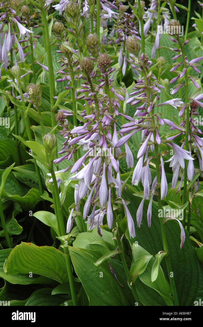 Hosta in flower Stock Photo - Alamy