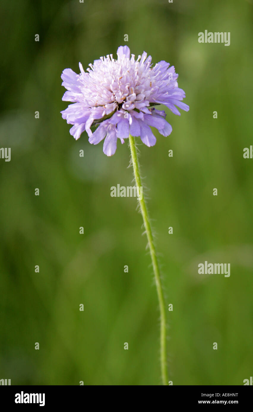 Field Scabious, Knautia arvensis, Dipsacaceae Stock Photo - Alamy