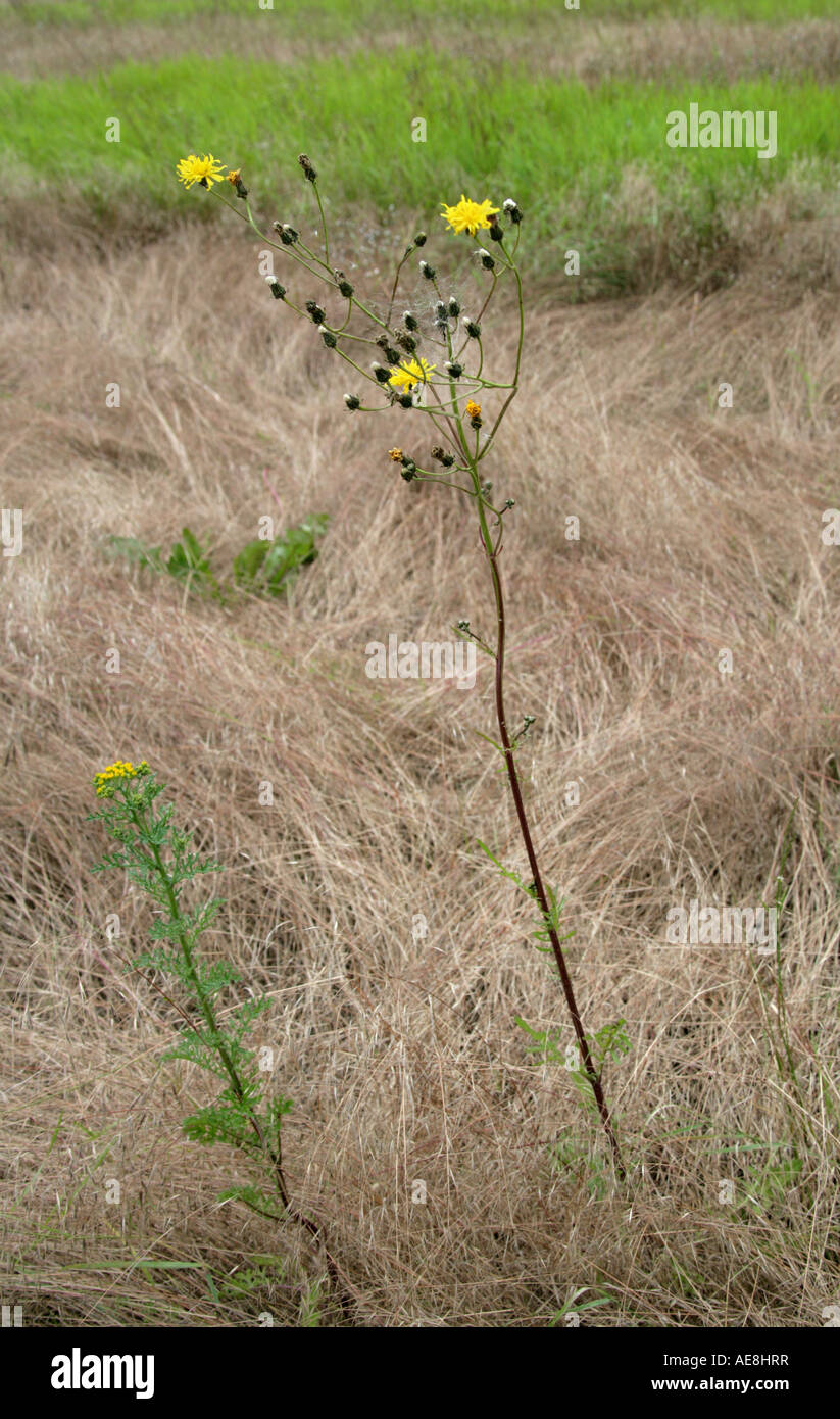 Hawksbeard Uk Stock Photos & Hawksbeard Uk Stock Images - Alamy
