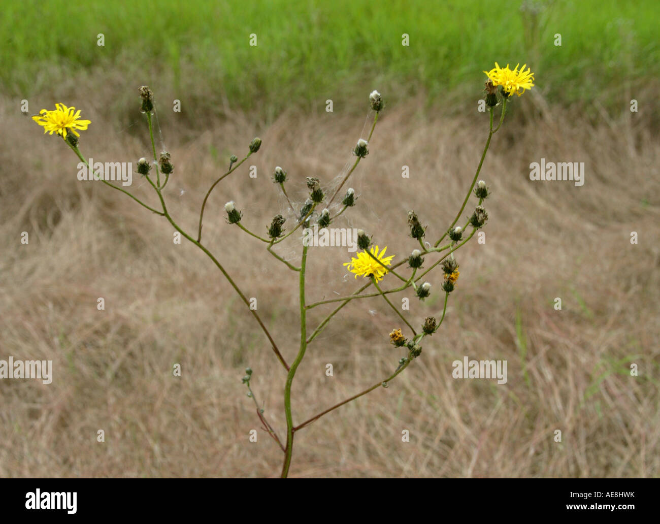 Hawksbeard Uk Stock Photos & Hawksbeard Uk Stock Images - Alamy