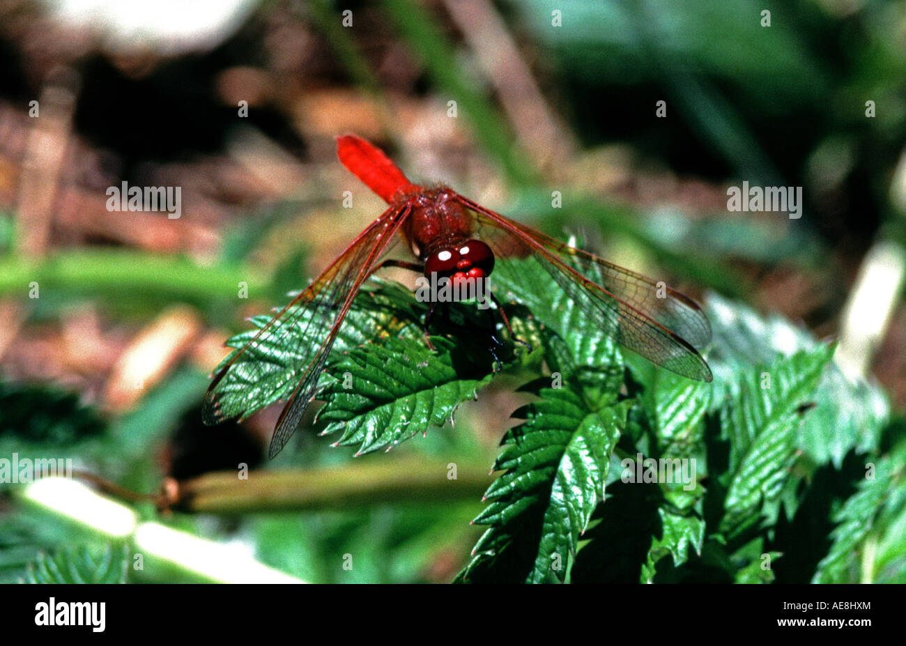 adult dragonfly in Golden Gate Park San Francisco California USA Stock ...