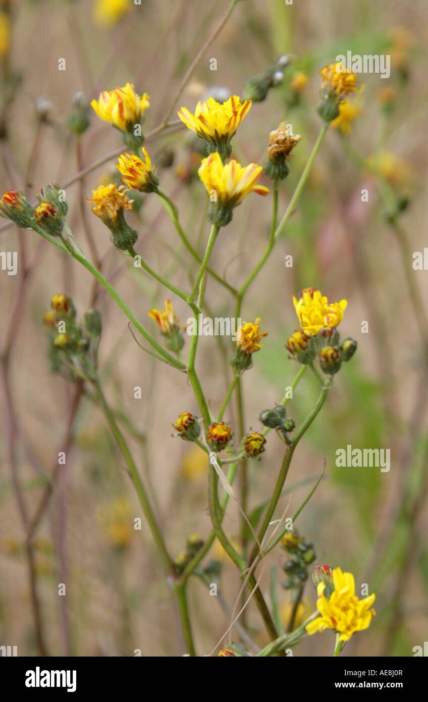 Hawksbeard Uk Stock Photos & Hawksbeard Uk Stock Images - Alamy