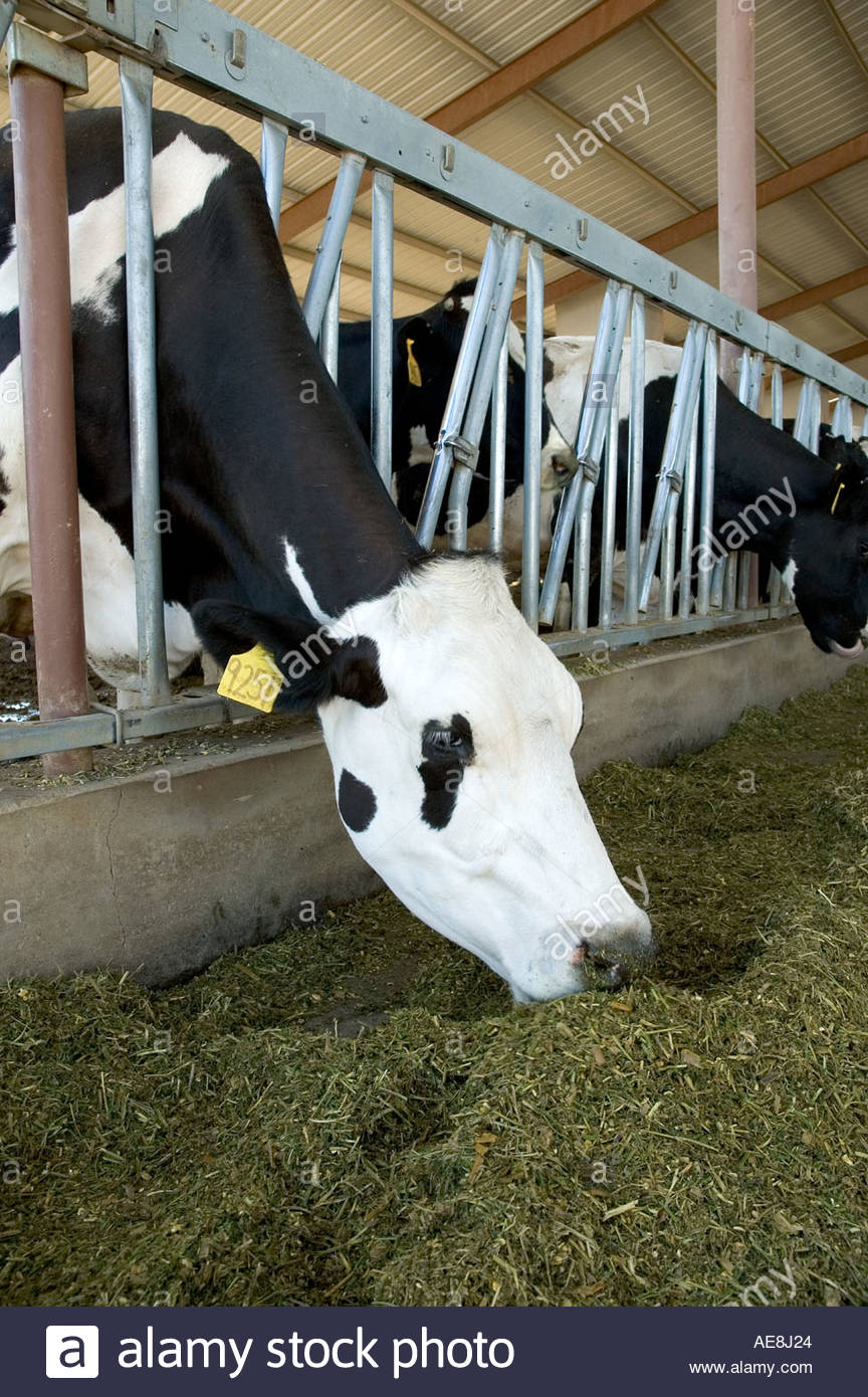 Silage Production Stock Photos & Silage Production Stock Images - Alamy