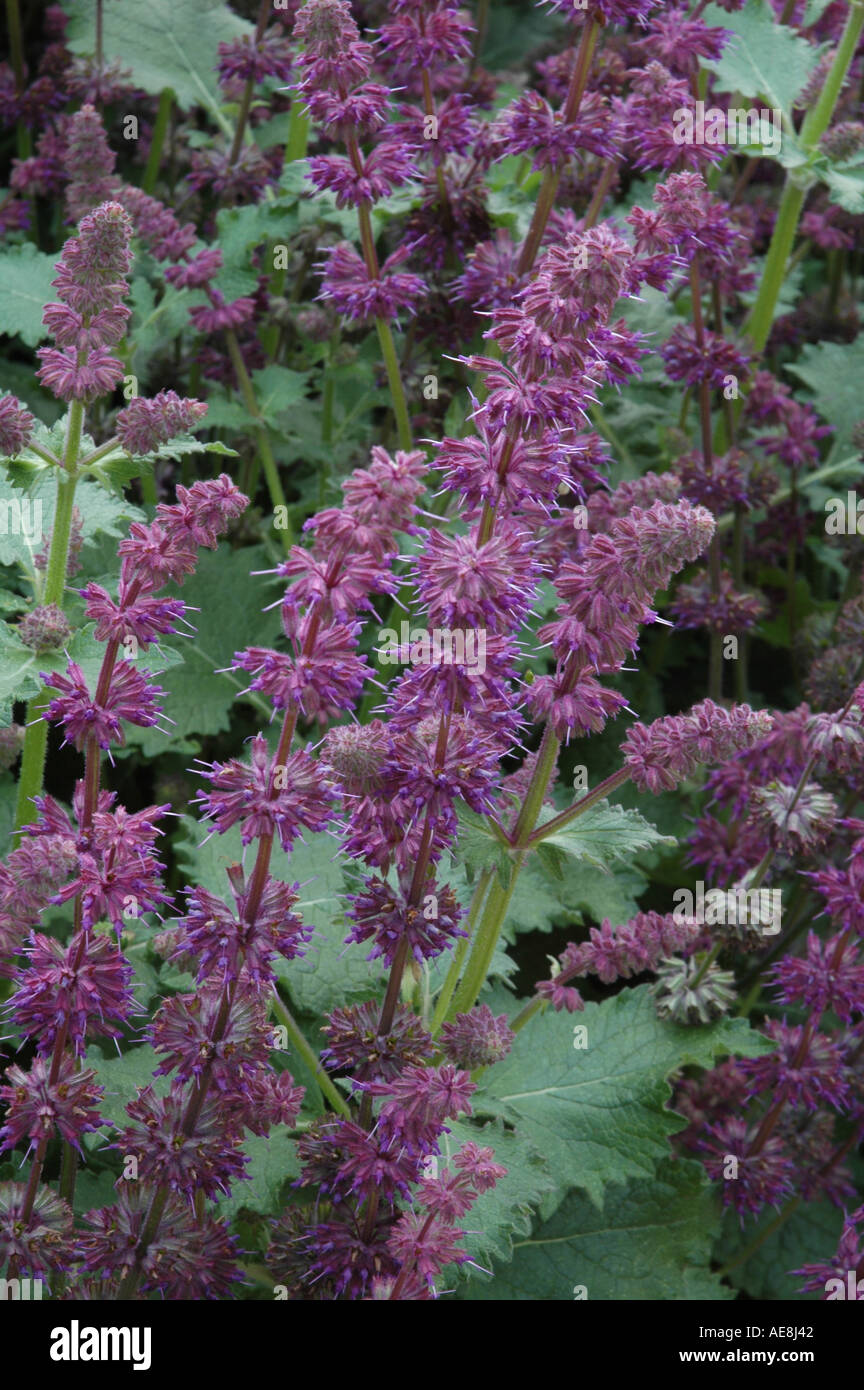 Salvia verticullata Purple Rain Stock Photo - Alamy