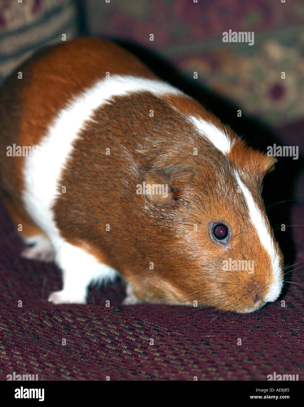Pig sniffing around up hi-res stock photography and images - Alamy