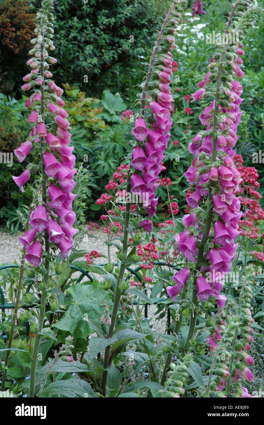 Group of foxgloves hi-res stock photography and images - Alamy