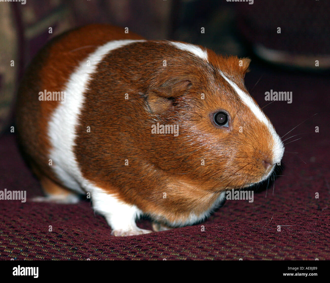 Guinea Pig side view profile close up Stock Photo - Alamy